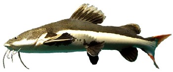 Pirarara (Phractocephalus hemioliopterus)