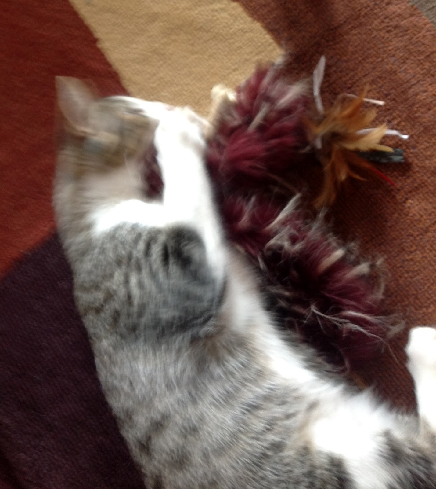 Cat Patches: Binary Cat