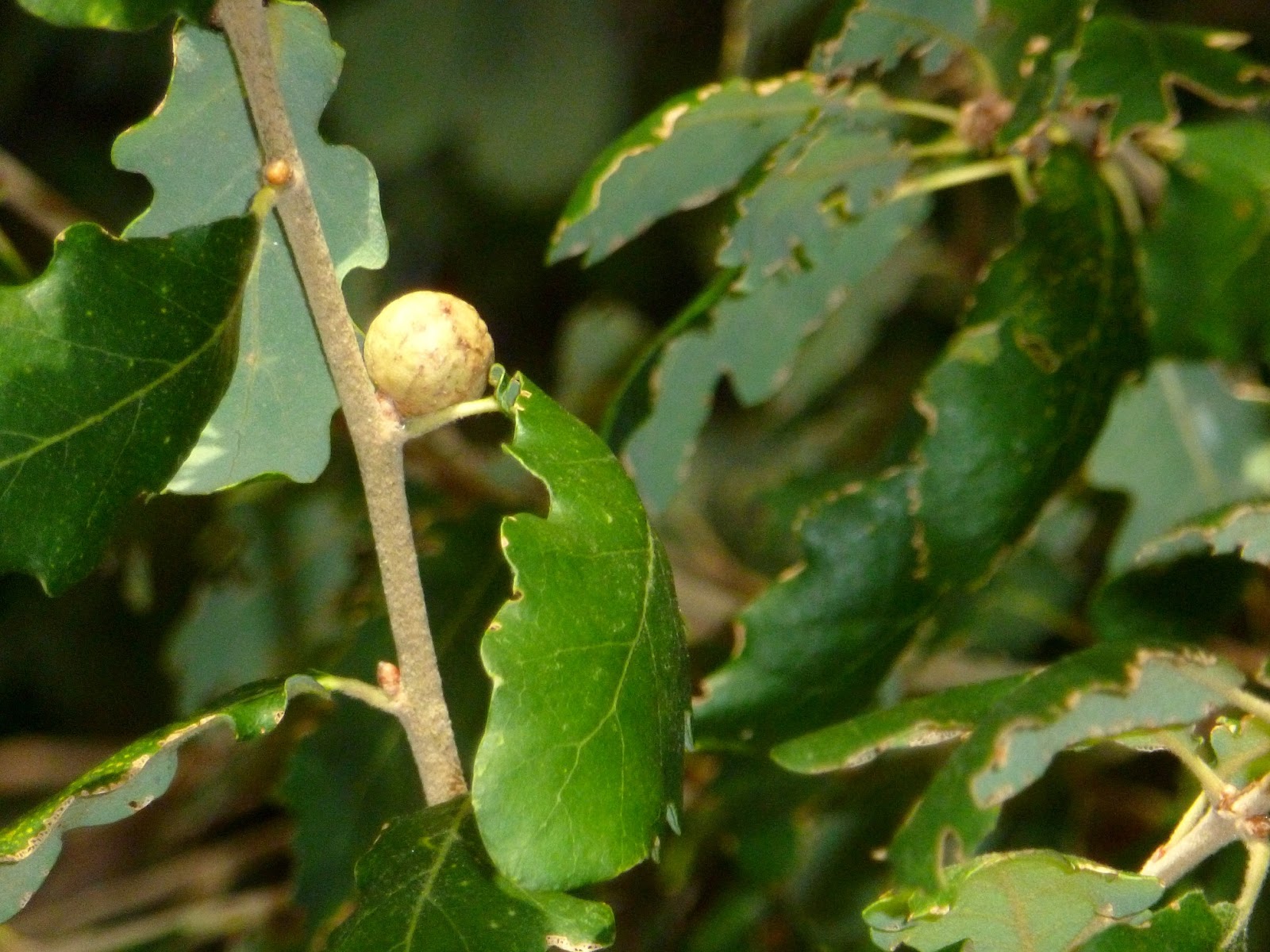 Árboles con alma: Quejigo, Rebollo, Roble carrasqueño, Roble Valenciano ...