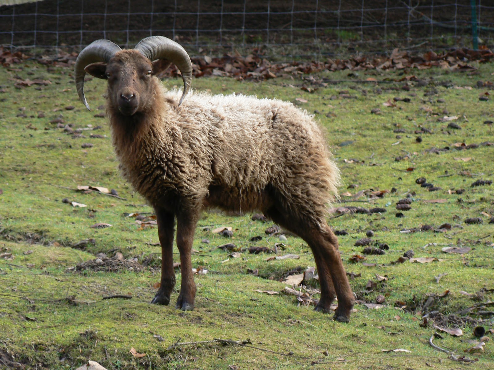 Woodland Creek Farm Soay Sheep