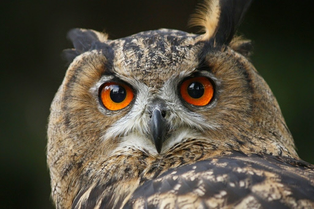 Contes d' Animals: EL MUSSOL