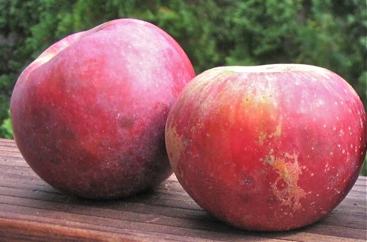 Яблоня Макинтош Фото Отзывы – Telegraph