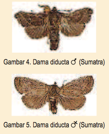 Setora nitens: Informasi Organisme Pengganggu Tanaman Ulat api DARNA SPP