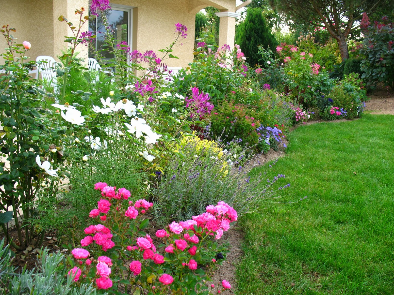 Roses du jardin Chêneland: Début d'automne en fleurs.