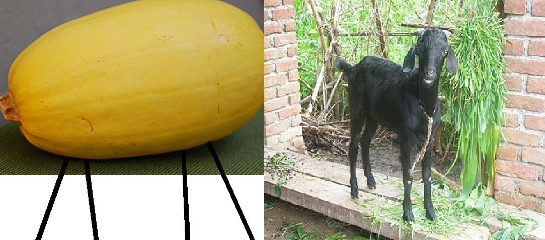 SCIENCE TO SOCIETY: बोका हैन कुभिन्डो