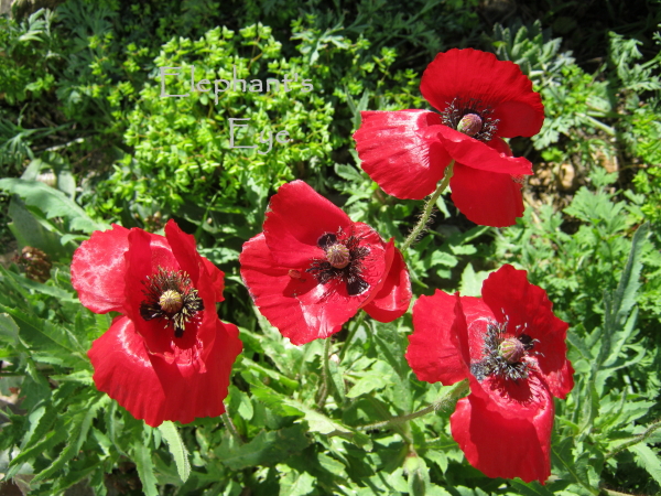 August in our False Bay garden