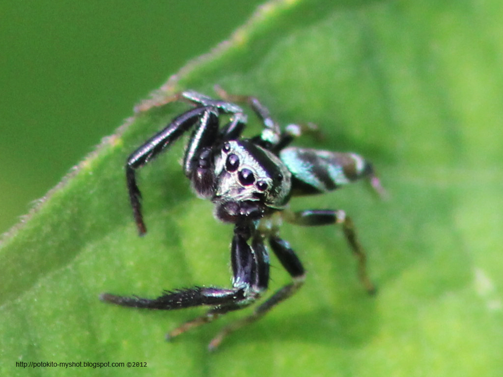 My Shot Gallery of Bengkulu: Fighting spider (Thiania bhamoensis ...