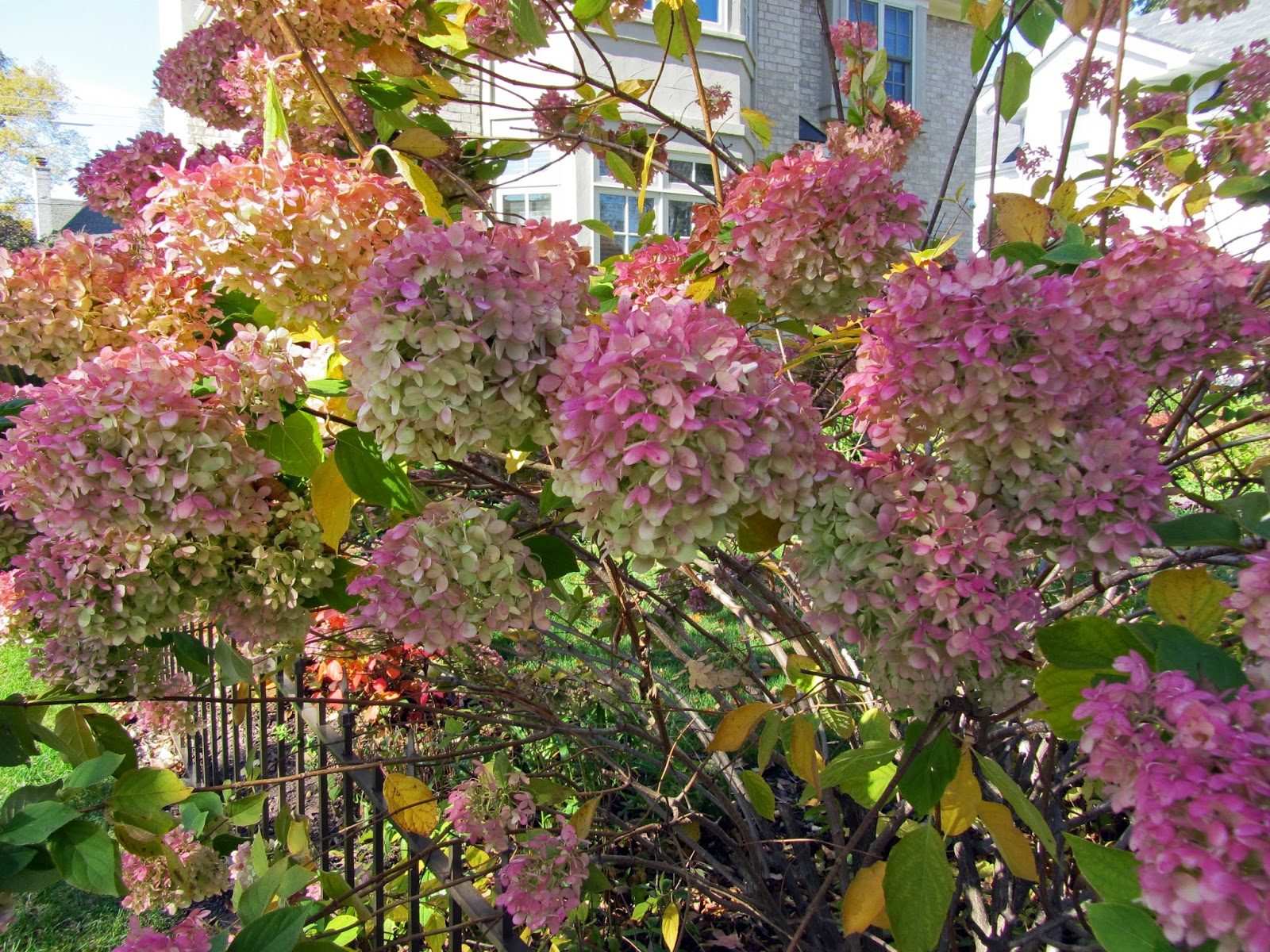 Little Lime Hydrangea Fall Color