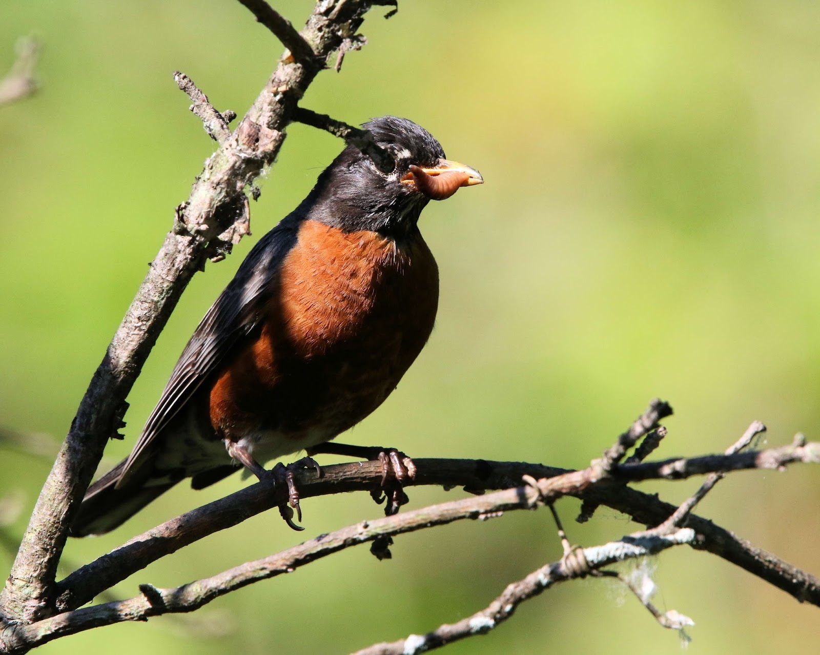 Birds from Behind : 09 July 2017