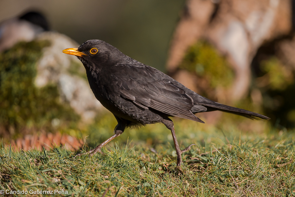 MIRLO COMUN - Turdus Merula | Observatorio de la Naturaleza