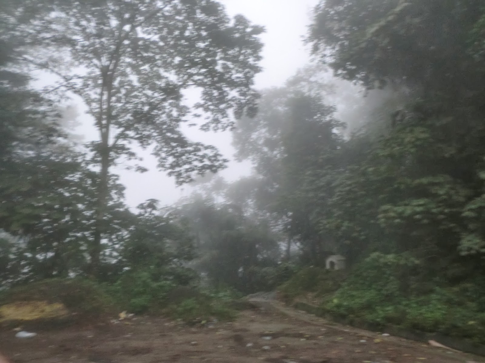 Postales de AYRE Venezuela: ¿Conoces el bosque nublado del Parque ...