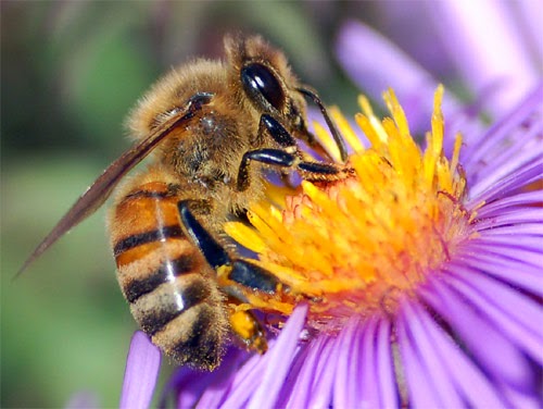 Adaptación en los insectos: Patas