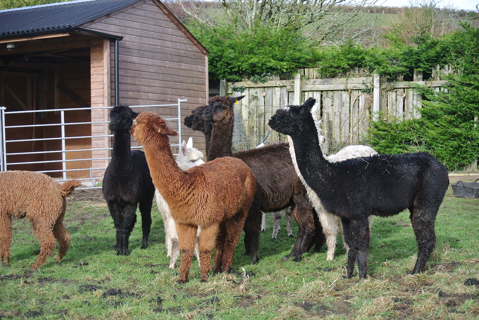 Llama karma and Alpaca Chatter: A really scary Alpaca