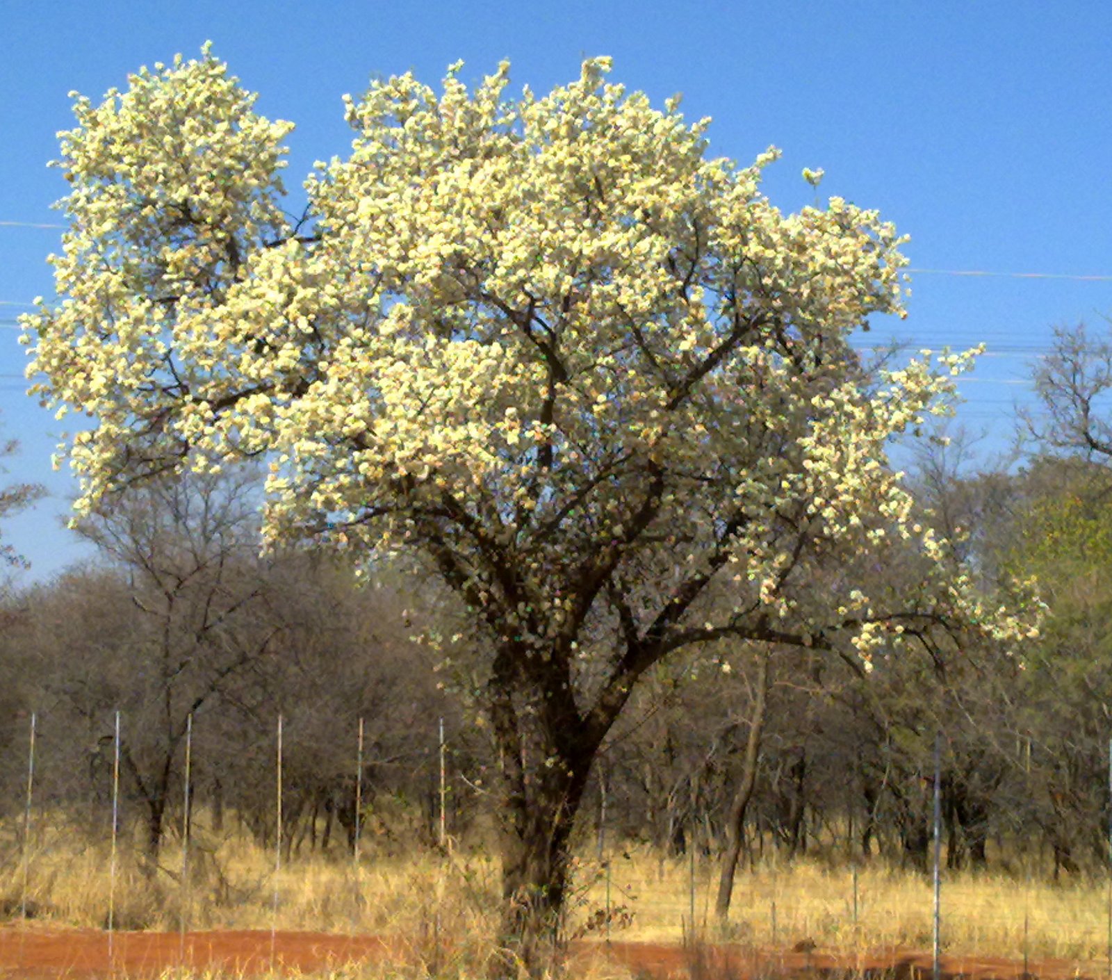 🌿 Tuinmaak in Suid Afrika 🌵