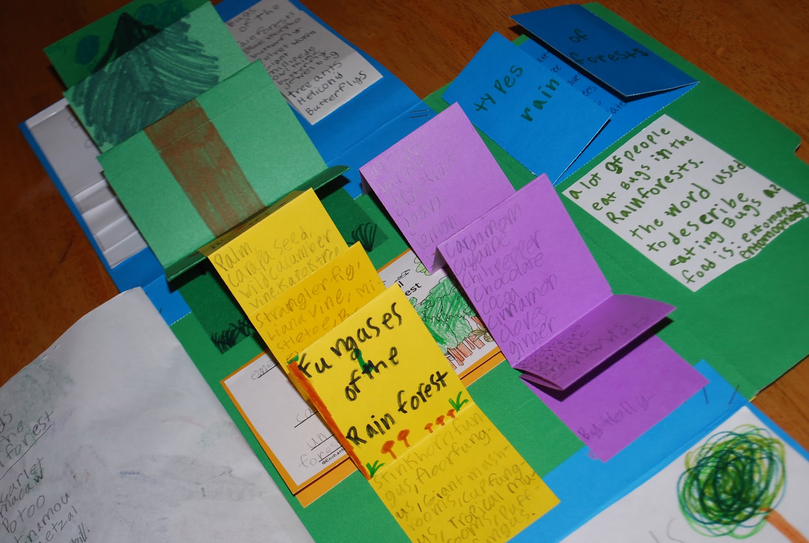 Our Creative Day: Rain Forest Lapbook - 2nd Grade