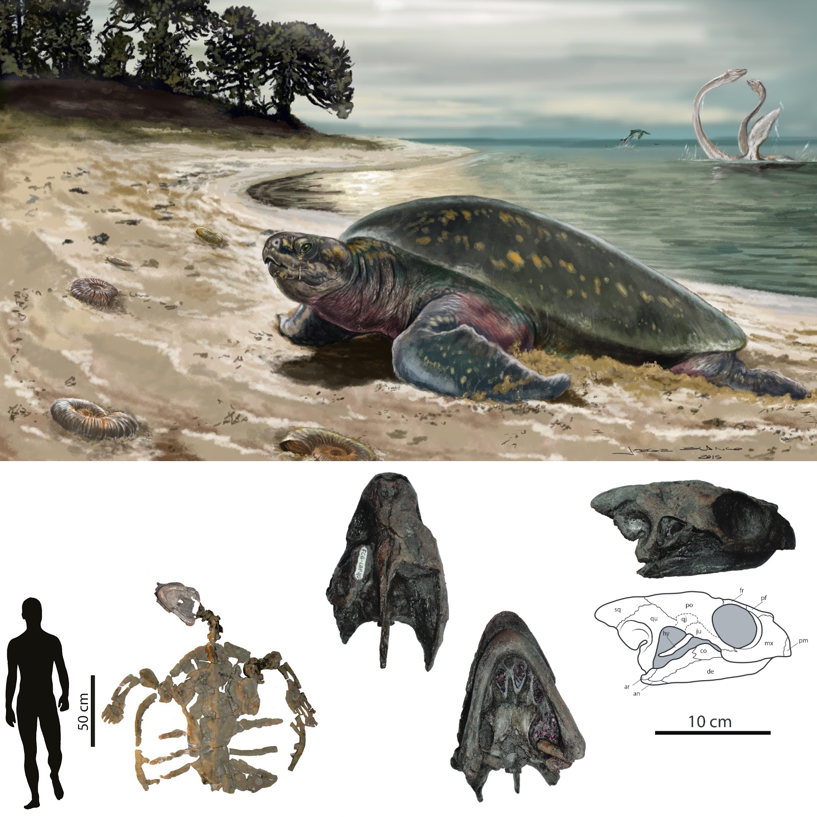 Species New to Science: [Paleontology • 2015] Desmatochelys padillai ...