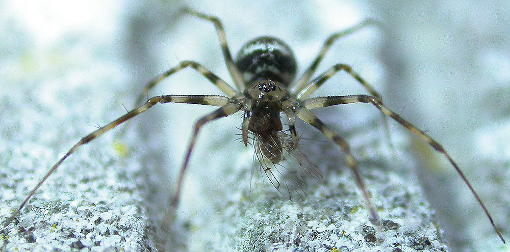 Arachnerds: Invisible Spiders - Drapetisca socialis
