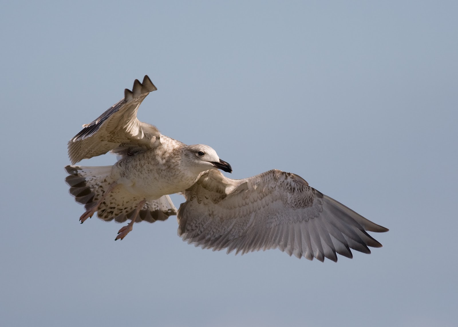 vaping mothman: 1ST WINTER YELLOW LEGGED GULL