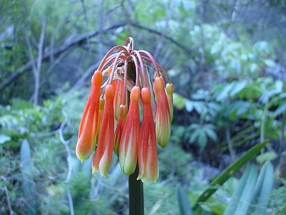 Sharing flower bulb information: Clivia mirabilis - a photographic ...