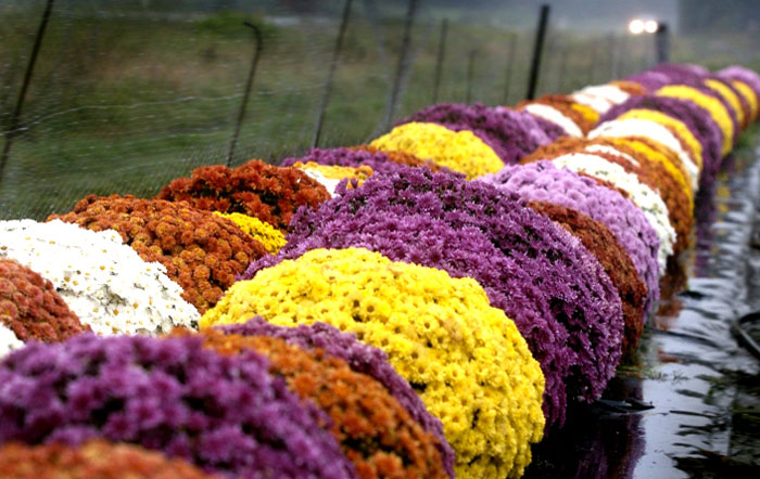 In en om die huis: Chrysanthemum (Krisante, Asters)