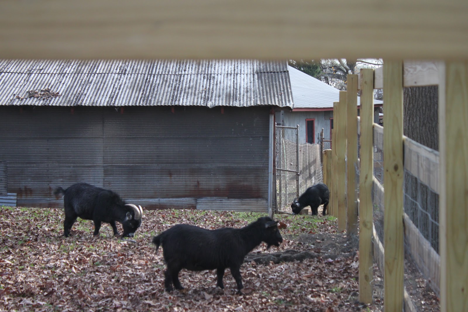 Journalism is Hard: Travel piece: Atlanta's Goat Farm