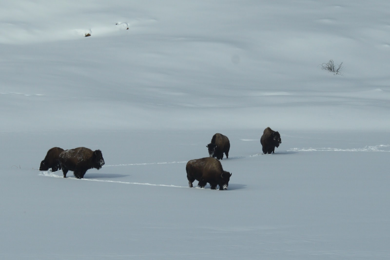Robyn In Yellowstone
