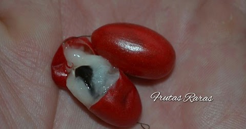 Synsepalum dulcificum - Fruta-do-milagre, Fruta-milagrosa; Miracle ...