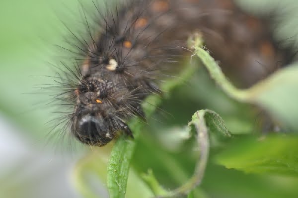 Back of Beyond The NT: February 2011