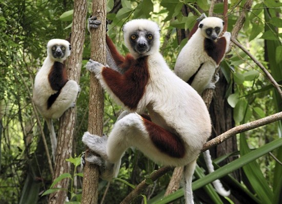 50 Unusual And Rare Animals From Around The World [Pics] | ALL PHOTOZ