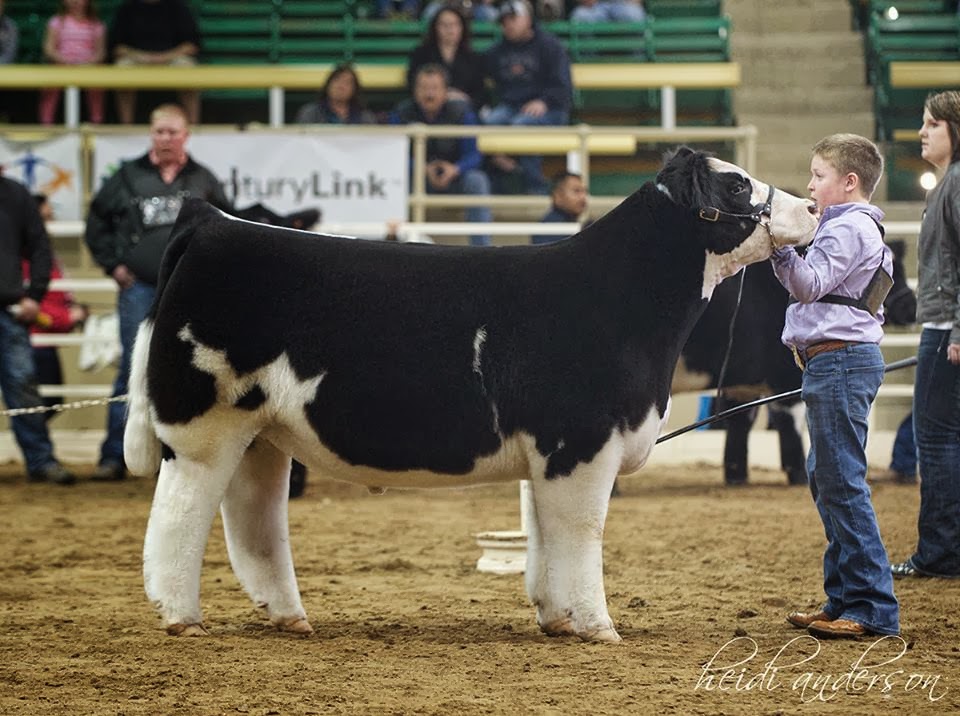 DIAMOND G CATTLE CO.: NWSS Prospect Steer Show Candid Photos by Legacy ...