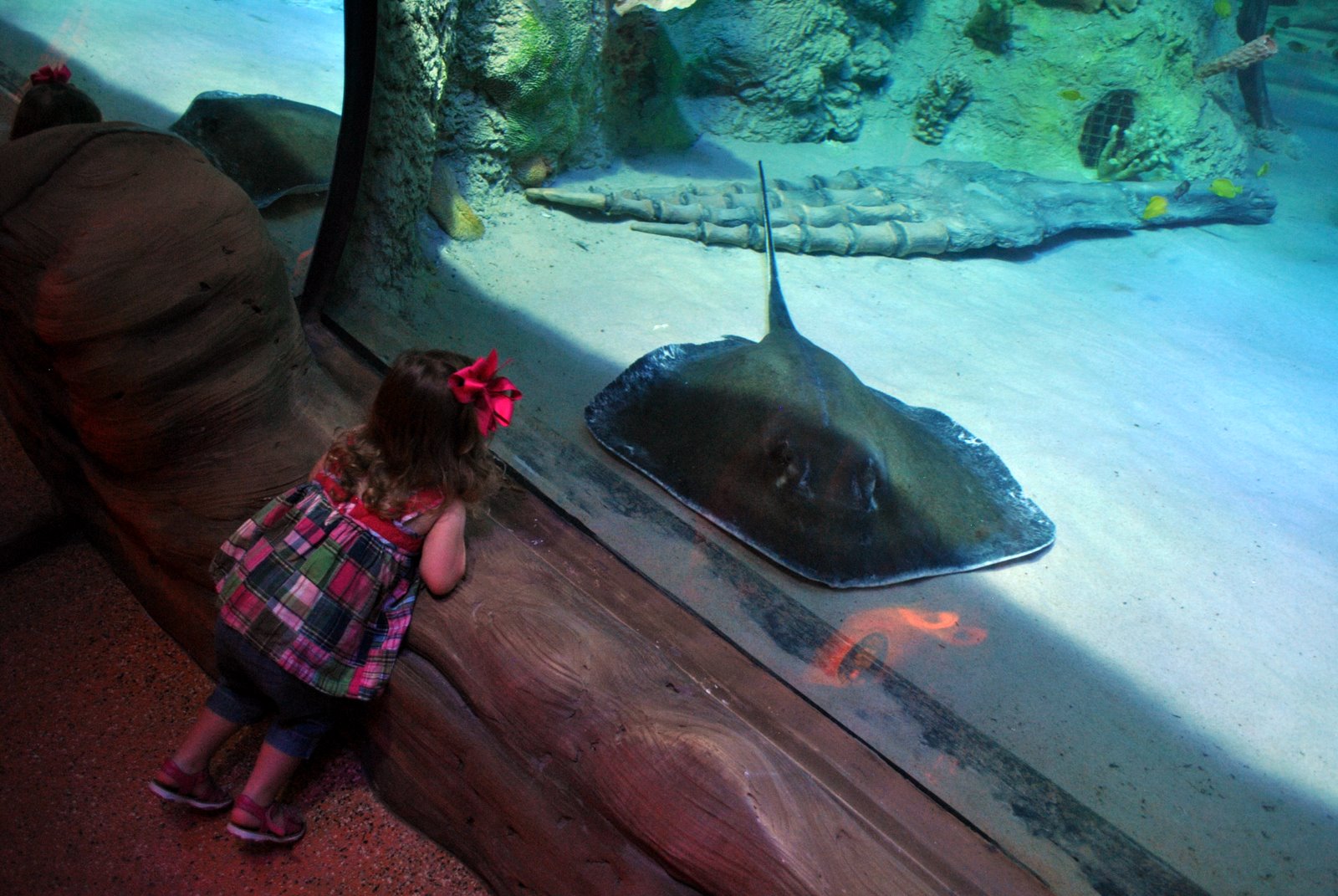 the rogers family life as 3 ...: Sea Life Aquarium