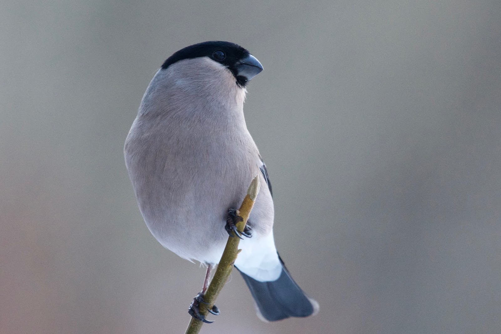 Naturfoto Einar Hugnes: Godt Nytt År, fra naturen ved Dregsetsve på Skatval