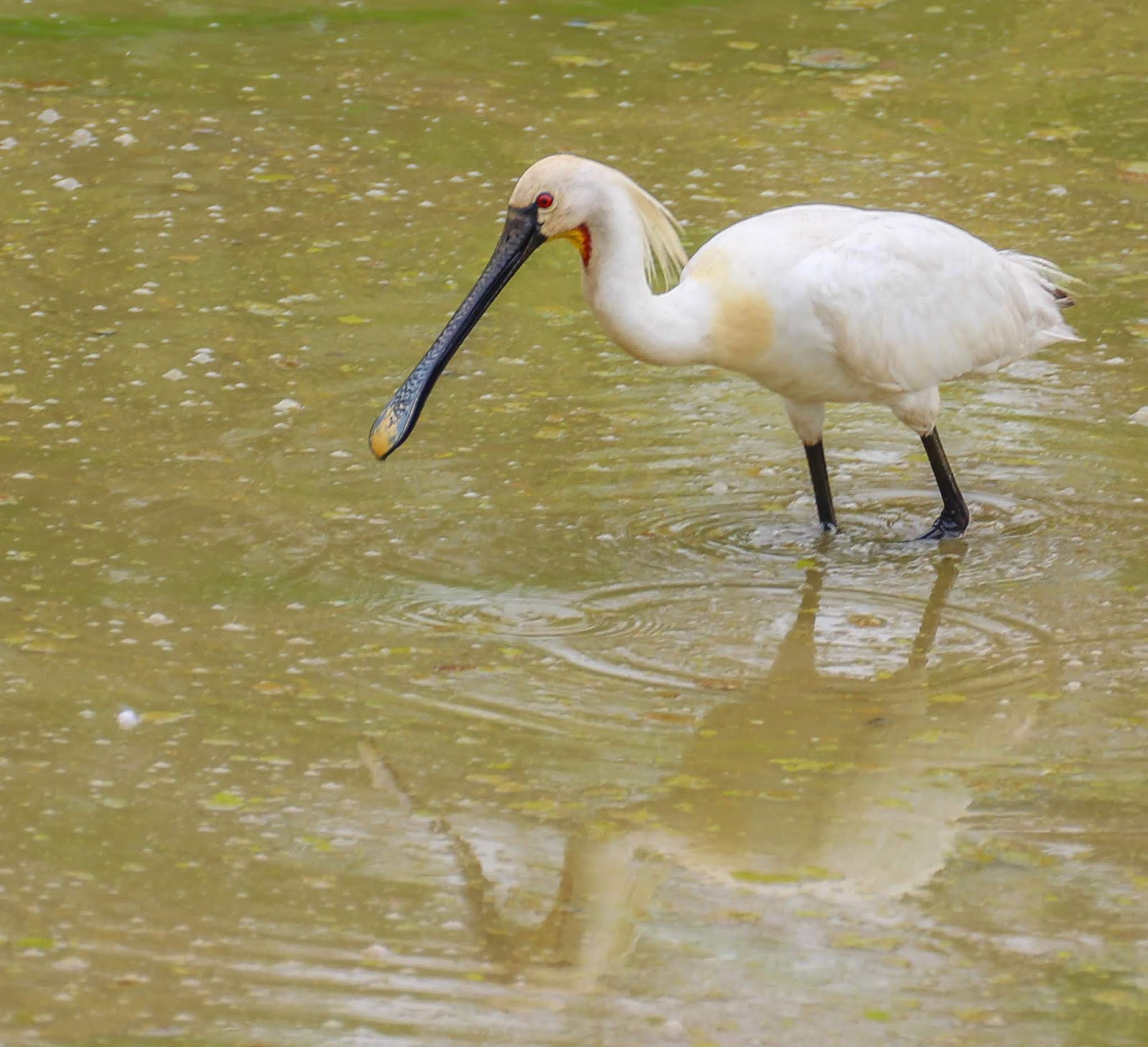 Cannundrums: Eurasian Spoonbill