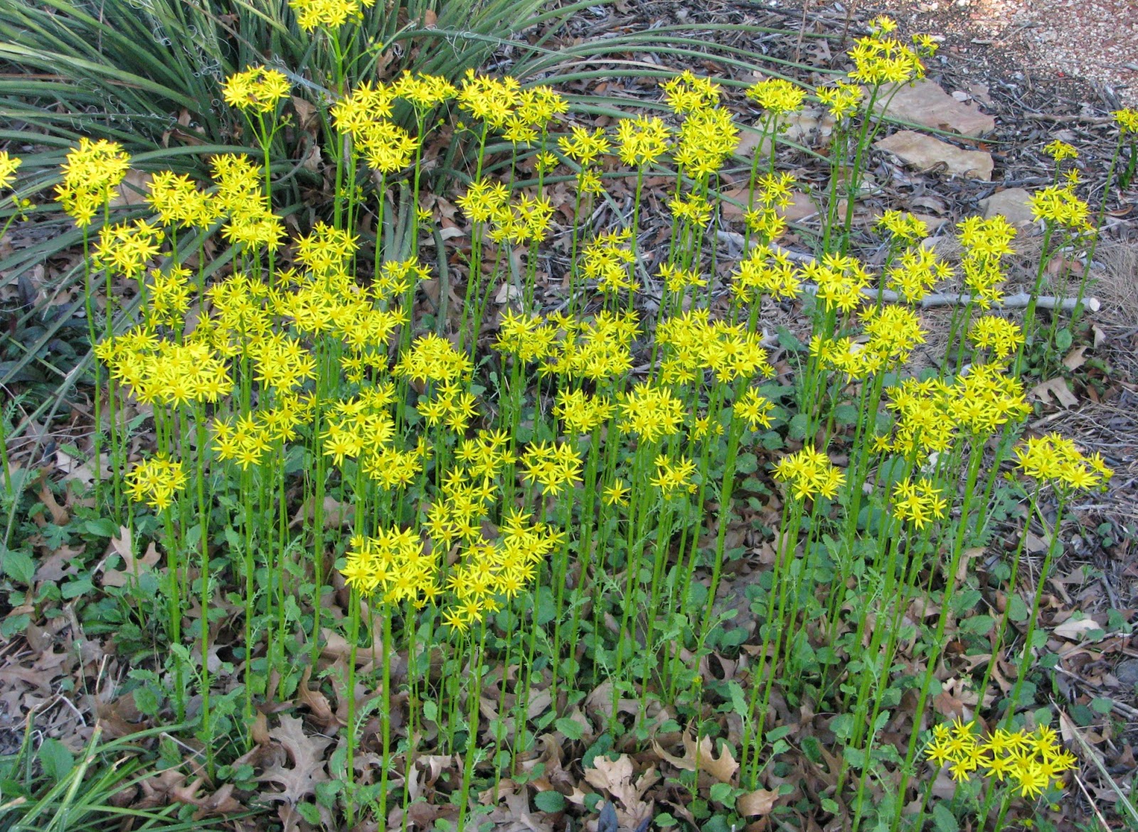 Plano Prairie Garden: Prairie Plant Profile # 7 - Golden Groundsel