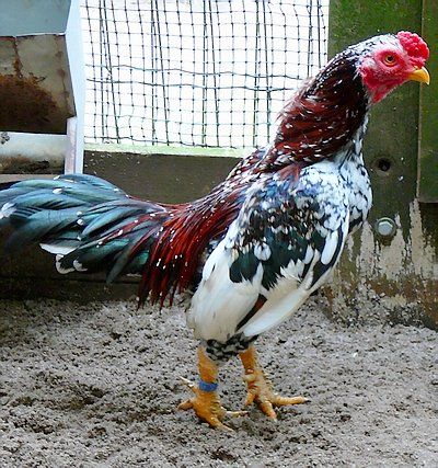 Gallos asiles su origen e historia