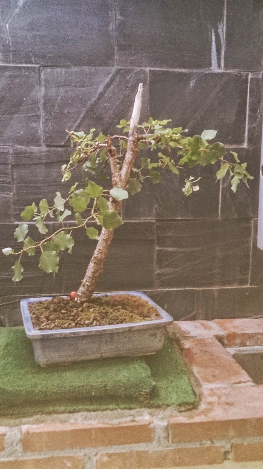 EXPRÉSION BONSÁI .....: Nº 51 Álamo negro, Chopo Negro - Populus nigra