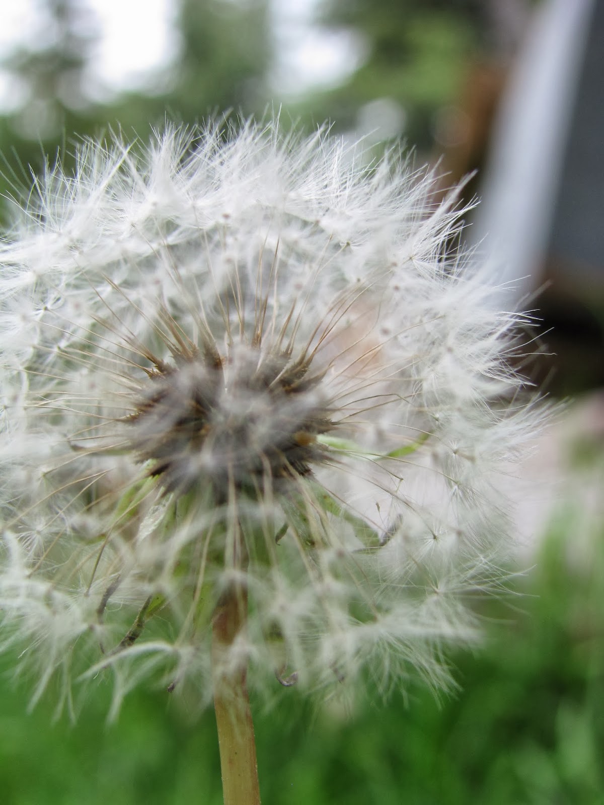 Panhandle Moss and the Pend Oreille Paddler