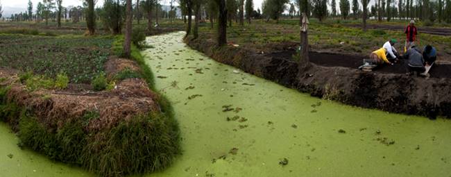 El cuexcomate: El conocimiento tradicional como sistema de ...