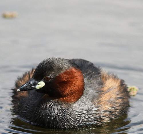 Little grebe photos | Birds of India | Bird World