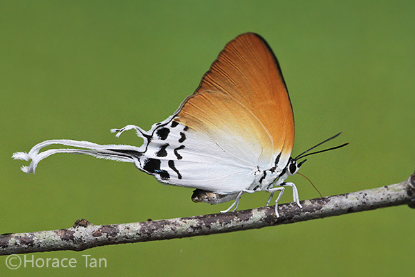 Butterflies of Singapore: Flight of the Imperials