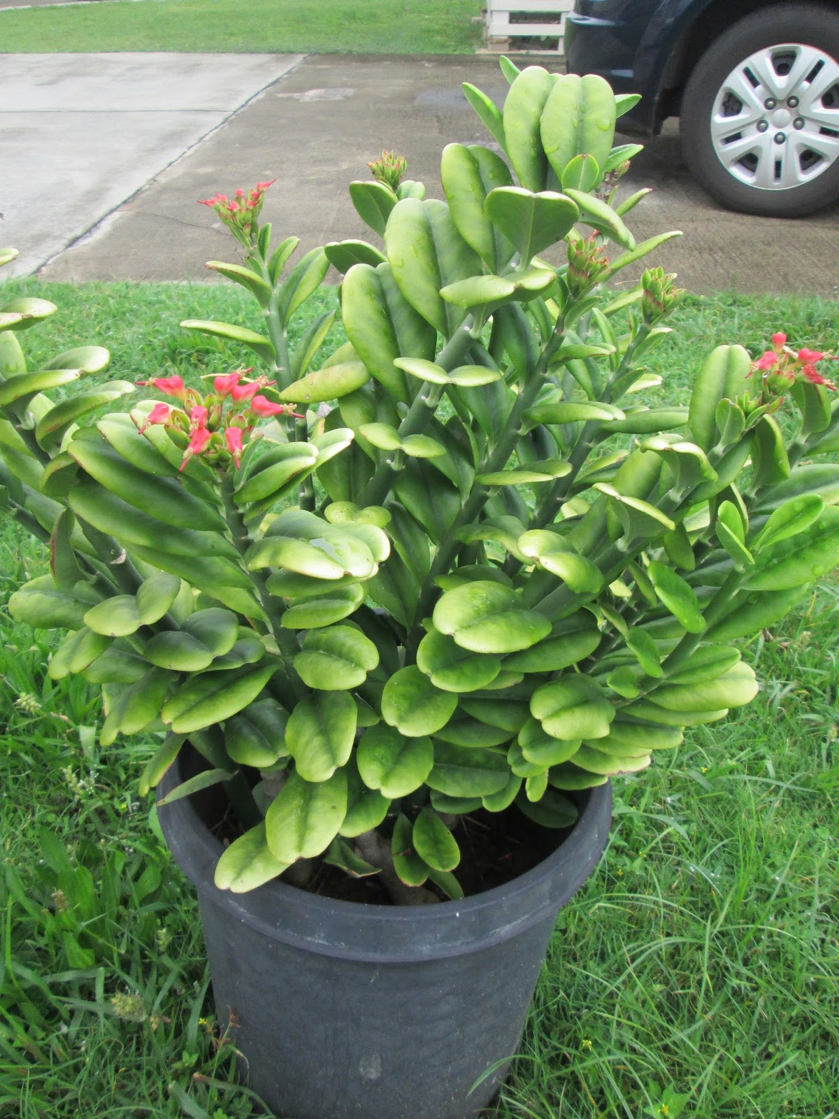 Garden Notes from Hawaii: PEDILANTHUS TITHYMALOIDES