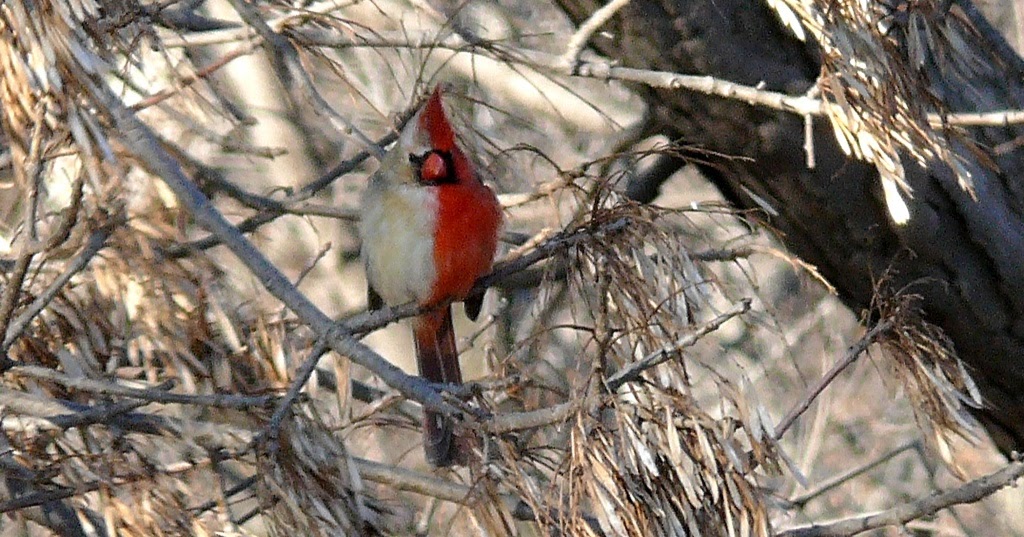 White Wolf : Half Male, Half Female Cardinal (Photos)
