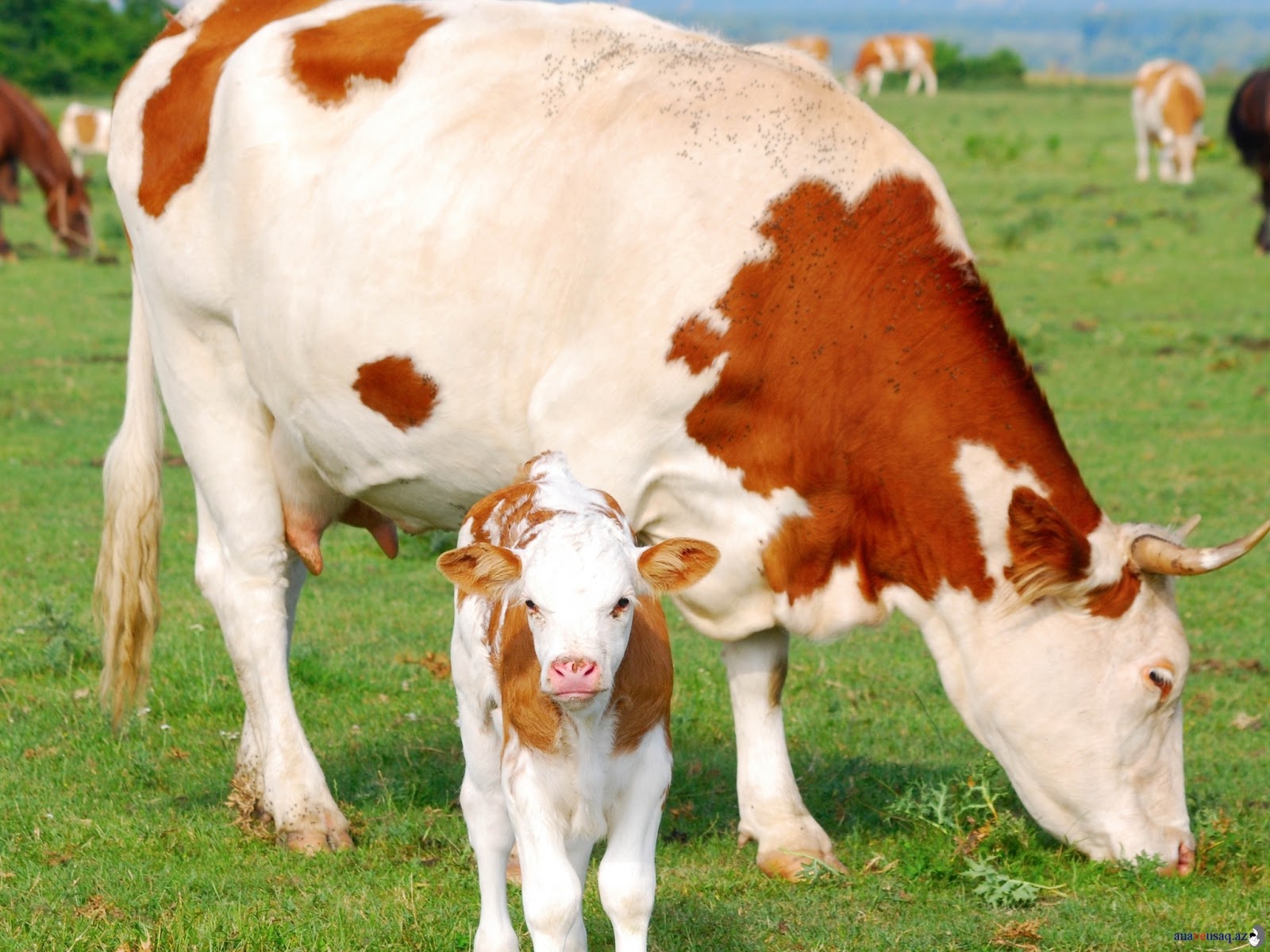 Şagird bloqu: Heyvanlar aləmi