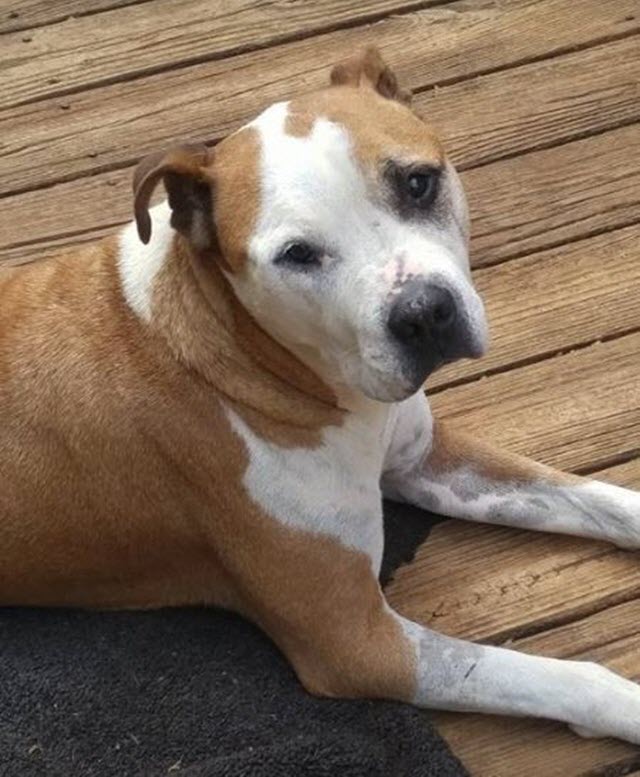 [HERO] Pit bull sin hogar es gravemente herido por salvar la vida de ...