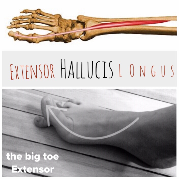 The Hip Joint: Extensor Hallucis Longus - anterior compartment of lower leg