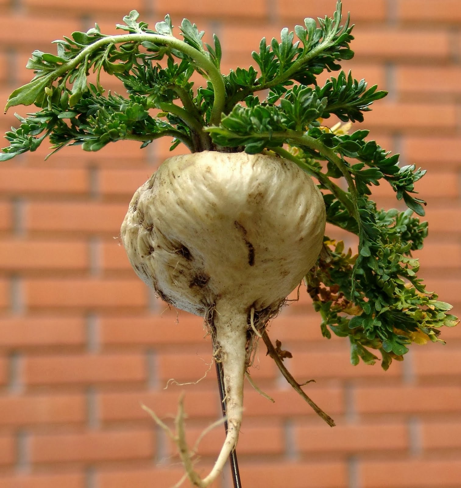 *"Somos Plantas"*: Curiosidades de la Maca