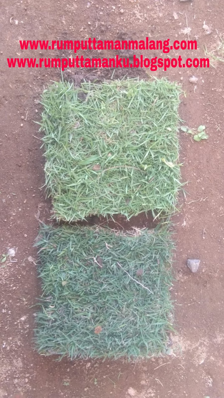 INFO HARGA RUMPUT TAMAN TERBARU JANUARI TAHUN 2024 - Rumput Taman Malang
