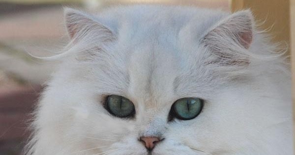 Trah Anak Kucing Persia Asli dan Mixdome