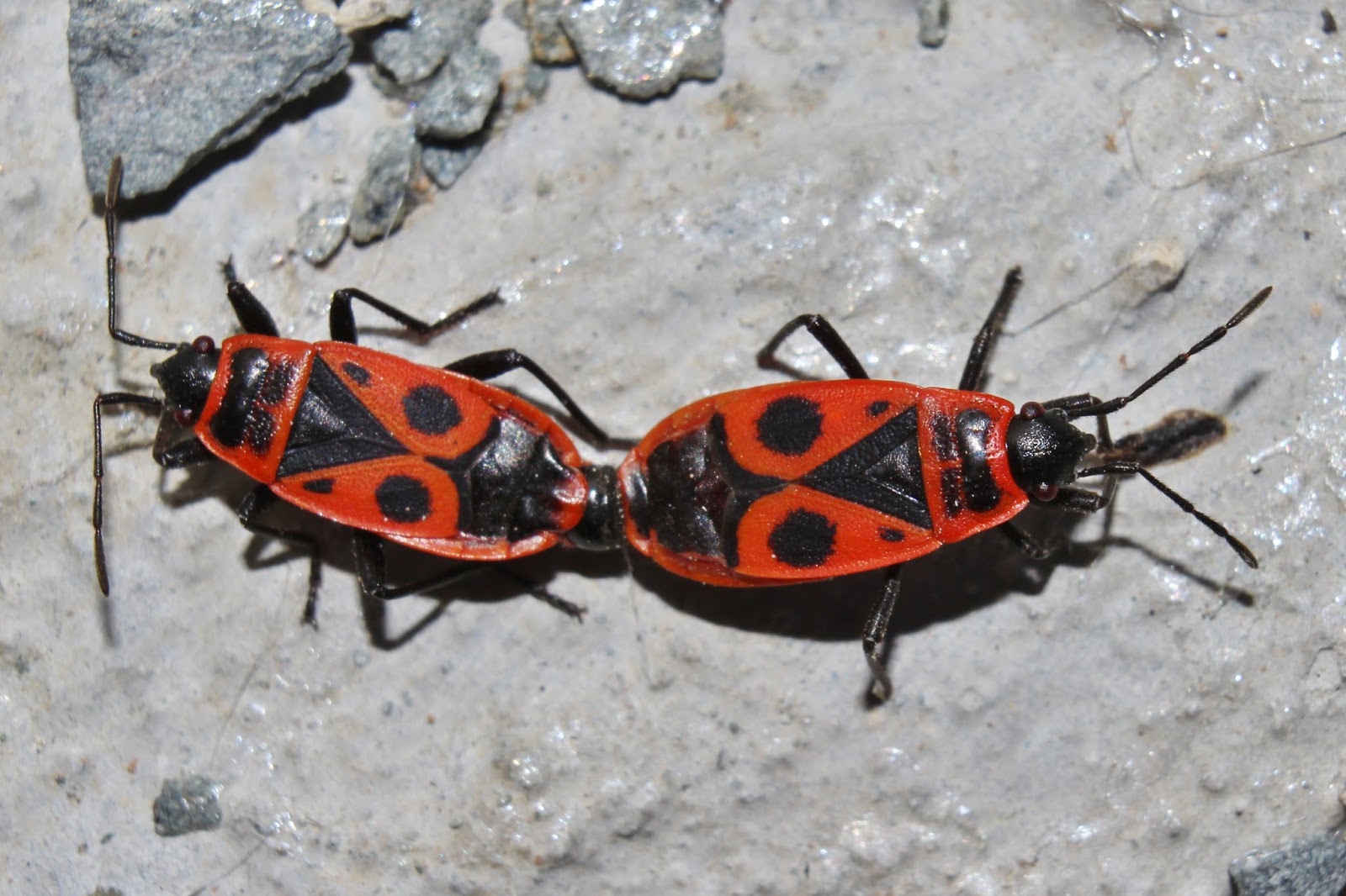 Biodiversity of Cyprus by NGO Protection of the Natural Heritage and ...