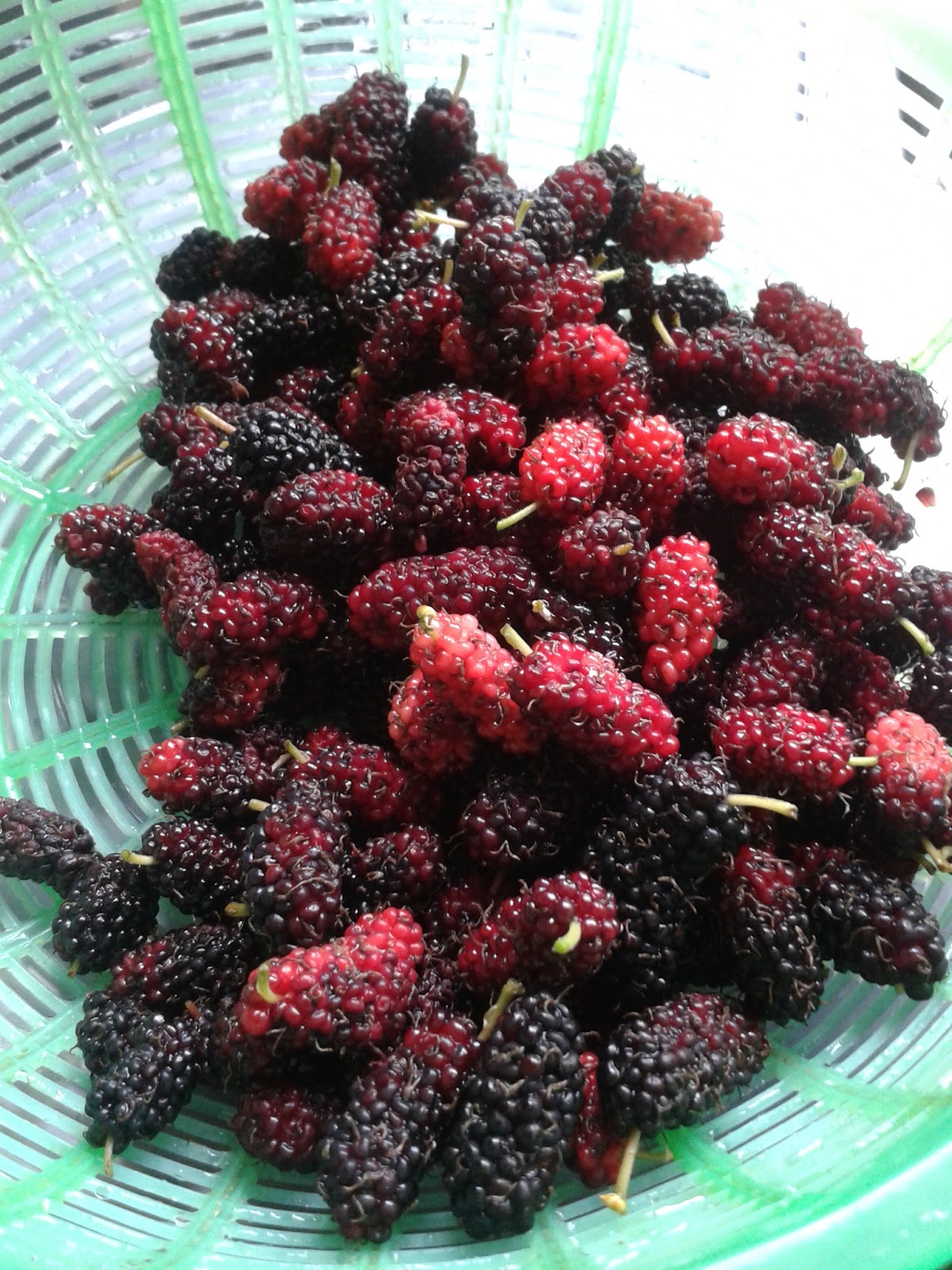 ..Di lesung pecah..: MALBERRY...Berry Malaysia..